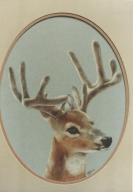 Decorative Painting Bookstore: Whitetail Buck - Mary McCullah