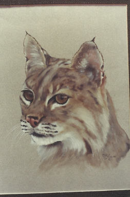 Decorative Painting Bookstore: Daydreamer Young Bobcat - Mary McCullah